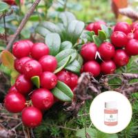 China OEM ODM Lingonberry Seed Oil Carrier Oil Massage Use Health Care for sale