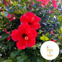 China Wholesale Free Sample Hibiscus Oil for Cosmetic and Massage Private Label for sale