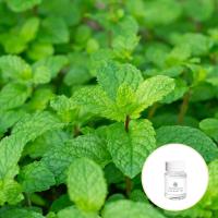 China Cas 68917 18 0 Wholesale Bulk Peppermint Essential Oil For Cosmetics/Massage Peppermints Oil for sale