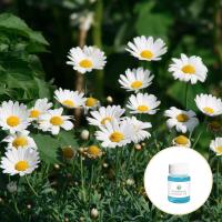 China Pain Relief Pure Orgnic Chamomile Essential Oil Candle Making for sale