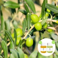 China Green Olive Organic Carrier Oils for sale