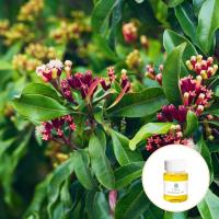 China Aromatherapy Pure Organic Natural Clove Oil Clove Flower Oil For Skincare for sale