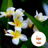 China Egg Flower Organic Frangipani Essential Oil For Body Massage for sale