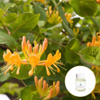 China CAS 8023-93-6 Pure Organic Essential Oils Honeysuckle Essential Oil for sale