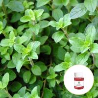 China Cas 8007 11 2 Wild Oregano oil organic 100% pure natural bulk With High Concentrate Carvacrol for sale