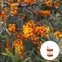 China Pure Hippophae Rhamnoides Sea Buckthorn Berry Essential Oil Brownish Red for sale