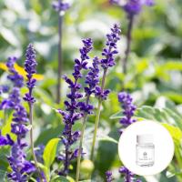 China Cold Pressed Natural Essential Oils Organic Clary Sage Essential Oil Skin Health for sale