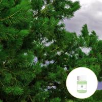 China CAS 8002-9-3 ISO Certificate Pine Needle Essential Oils For Aroma Diffusers for sale