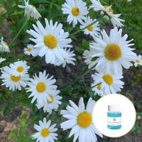 China CAS 1783-96-6 Pure Organic Essential Oils Chrysanthemum Essential Oil For Massage for sale