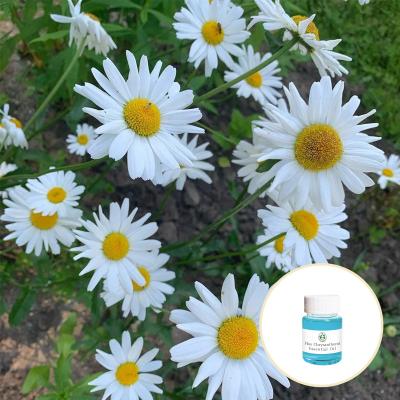 China CAS 1783-96-6 Pure Organic Essential Oils Chrysanthemum Essential Oil For Massage for sale