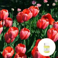 China OEM ODM Service Aromatherapy Essential Oils Tulip Essential Oil For Massage for sale