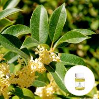 China CAS 8006-78-8 Aromatherapy Essential Oils Laurel Leaf Essential Oil for sale