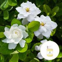 China Anti Oxidation Natural Essential Oils 100% Pure Gardenia Essential Oil Steam Distilled Extract for sale