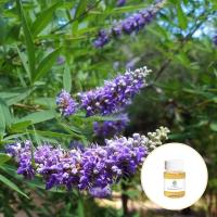 China wholesale bulk  Oil therapeutic Grade 100% pure organic Vitex cannabifolia oil for Cosmetic for sale