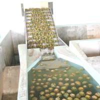 China 380V 50Hz Pineapple Processing Line For Concentrated Juice for sale