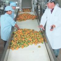 China 380V 50Hz Pineapple Processing Line For Concentrated Juice for sale