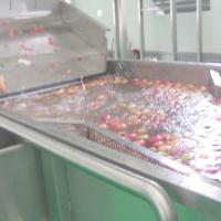 China Carrot Washing and Peeling Machine 304 Stainless Steel 2 T/H Capacity for sale