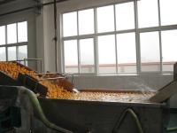China Full Automatic Fruit Processing Bubble Washing Machine 3000x800x1200mm 2.2kw for sale