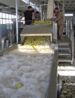 China SUS304 10TPH Fruit Vegetable Washing Machine with Stepless Speed Control for sale
