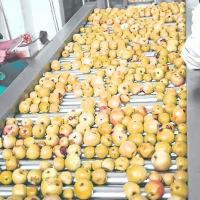 China Stainless Steel Fruit Vegetable Roller Sorting Machine 0.75-2.2kw Adjustable Speed for sale