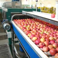 China Lifting Apple Grading Machine 220V 380V Fruit Processing Equipment for Classifying Oval Fruits Vegetables for sale