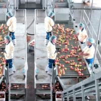 China CE Standard Peach Apricot Plum Juice Processing Line 20T/D to 2000T/D for sale