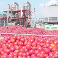 China Tomato Processing Line 2-50T/H High Yield 90% Juice for Tomato Paste Production for sale