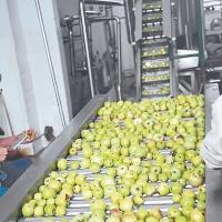China CE Certified Apple Processing Line 5-50T/H with Automatic Disinfection Control for sale