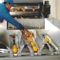 China Stainless Steel Vegetables Fruit Processing Equipment With Spiral Conveyors for sale