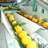 China Stainless Steel Vegetables Fruit Processing Equipment With Spiral Conveyors for sale