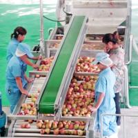China SUS304 Industrial Carrot Juice Extractor Machine 5.5kw 1700mm Automatic Fruit Processing for sale