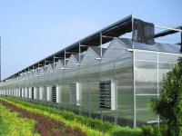 China 8m 9.6m 12m Span Width Agriculture Greenhouse For Hybrid Tomato Seeds And Vegetables for sale