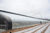 China Boost Winter Crop Growth Single Span Agricultural Greenhouses Height 3.5-5M for sale