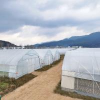 China 2.5-5M Height Tomato Hydroponic High Tunnel Agriculture Greenhouse with Film Cover for sale