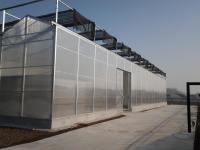 China 8m 9.6m 12m Span Width Agriculture Greenhouse For Hybrid Tomato Seeds And Vegetables for sale