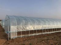 China 2.5-5M Height Tomato Hydroponic High Tunnel Agriculture Greenhouse with Film Cover for sale