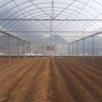 China 4.0-8.0M Height Agriculture Multi Span Plastic Film Greenhouse For Tomato Turnkey Project for sale