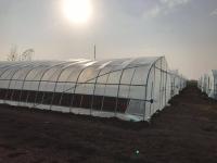 China 2.5-5M Height Tomato Hydroponic High Tunnel Agriculture Greenhouse with Film Cover for sale