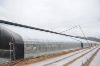 China 150/200 Micro Film Covered Solar Greenhouse For Yield Cucumber Farming for sale
