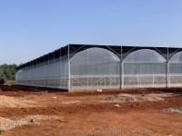 China Film Cover Material Agriculture Multi Span Greenhouse with Galvanized Steel Pipe Tube for sale