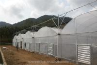 China Film Cover Material Agriculture Multi Span Greenhouse with Galvanized Steel Pipe Tube for sale