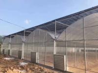 China Film Cover Material Agriculture Multi Span Greenhouse with Galvanized Steel Pipe Tube for sale