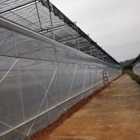 China Film Cover Material Agriculture Multi Span Greenhouse with Galvanized Steel Pipe Tube for sale
