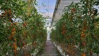 China Commercial Agricultural Greenhouse with Hydroponic System and 8mm PC Sheet Covering for sale
