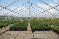 China Small High Tunnel Film Greenhouse For Growing Tomatoes 6m-10m Width for sale