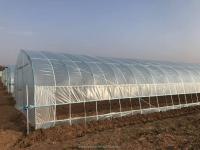 China Small High Tunnel Film Greenhouse For Growing Tomatoes 6m-10m Width for sale