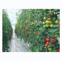 China Tomato Hydroponic Agricultural Greenhouse For Enhanced Yield In Single Span Design for sale