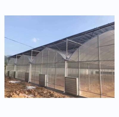 China Vegetable Fruits Flowers Film Greenhouse Chinese Multi Span Greenhouse for Tomato Agriculture for sale
