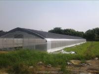 China Tomato Hydroponic Agricultural Greenhouse For Enhanced Yield In Single Span Design for sale