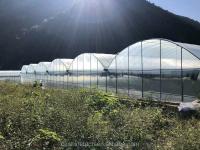 China Vegetable Fruits Flowers Film Greenhouse Chinese Multi Span Greenhouse for Tomato Agriculture for sale